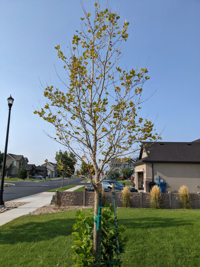 Garden Help Desk: Suckers! How to care for damaged trees with new ...